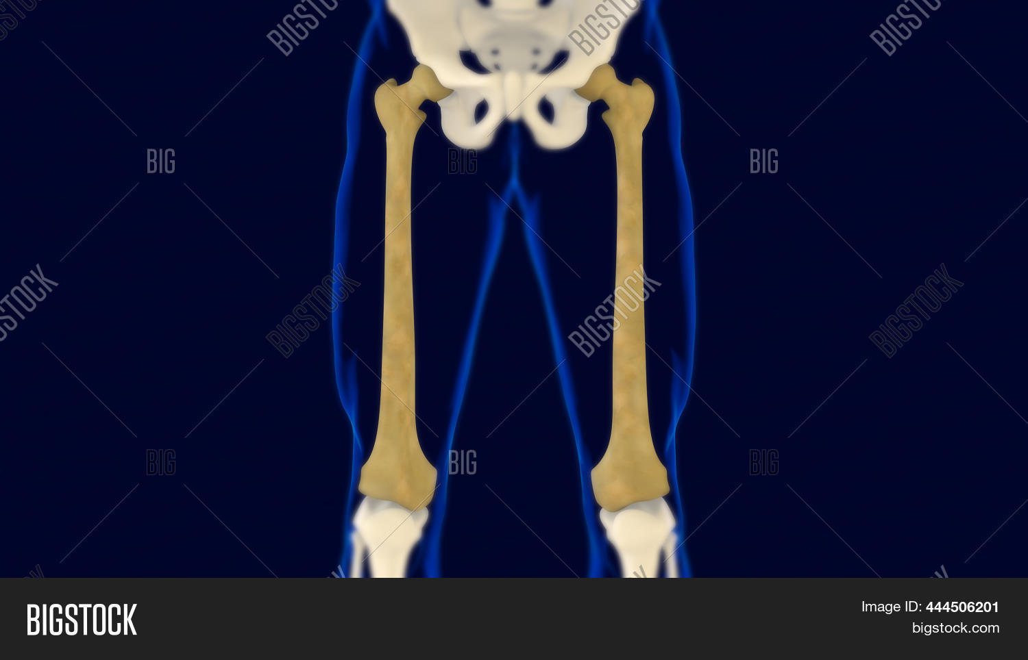 Femur Bone Human Image & Photo (Free Trial) | Bigstock