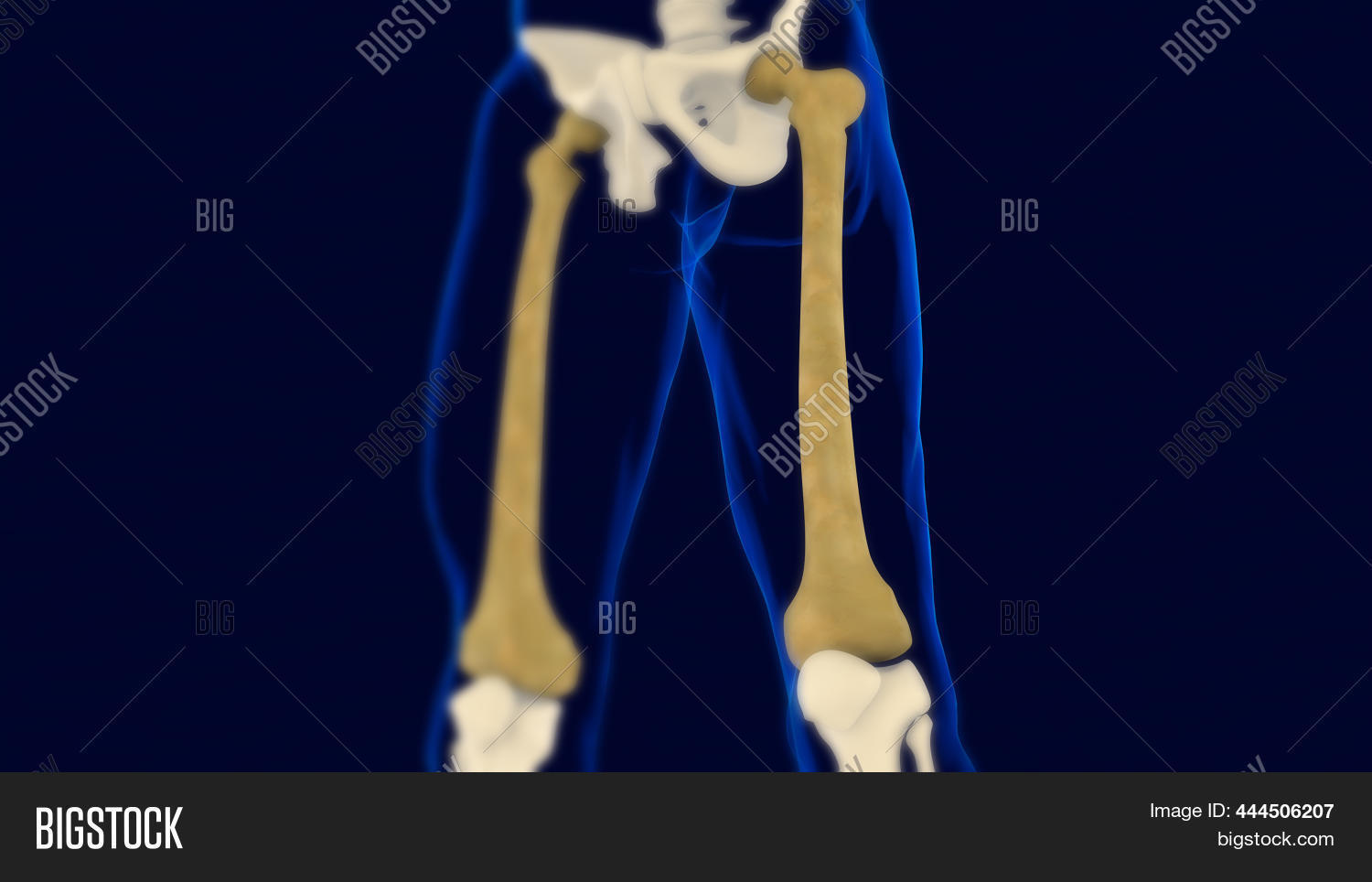 Femur Bone Human Image & Photo (Free Trial) | Bigstock