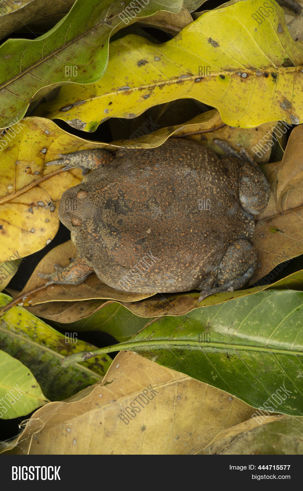 Fat Toad Showing Image & Photo (Free Trial) | Bigstock