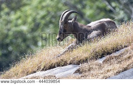 Nilgiri Tahr Wild Goat Image & Photo (Free Trial) | Bigstock