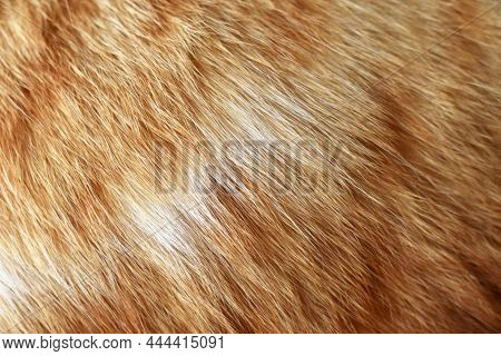 Ginger Cat Fur Texture Image & Photo (Free Trial) | Bigstock