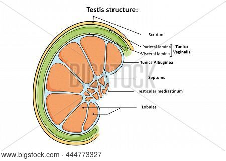 Structure Testis, Image & Photo (Free Trial) | Bigstock