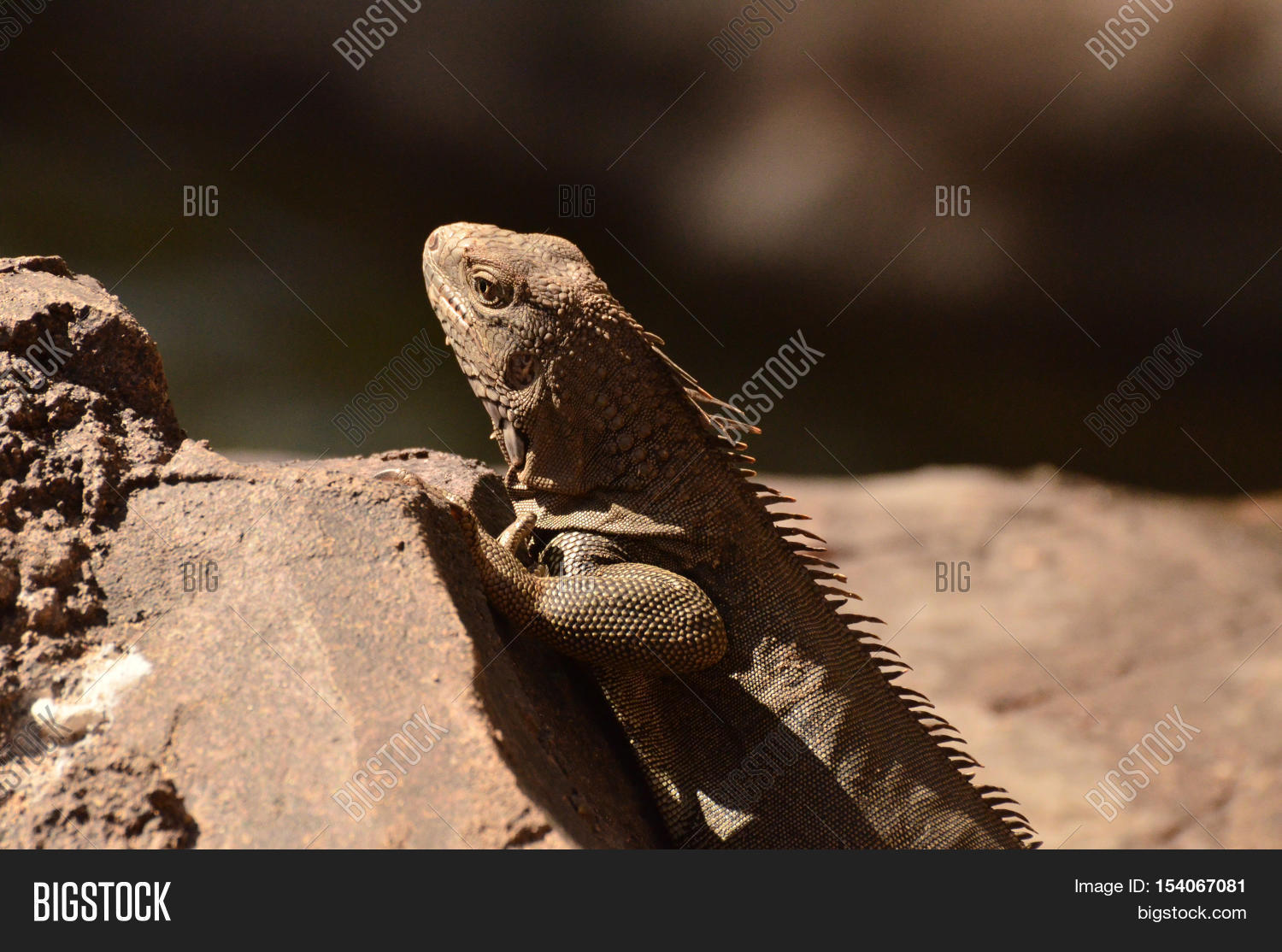 Close Brown Iguana Image & Photo (Free Trial) | Bigstock