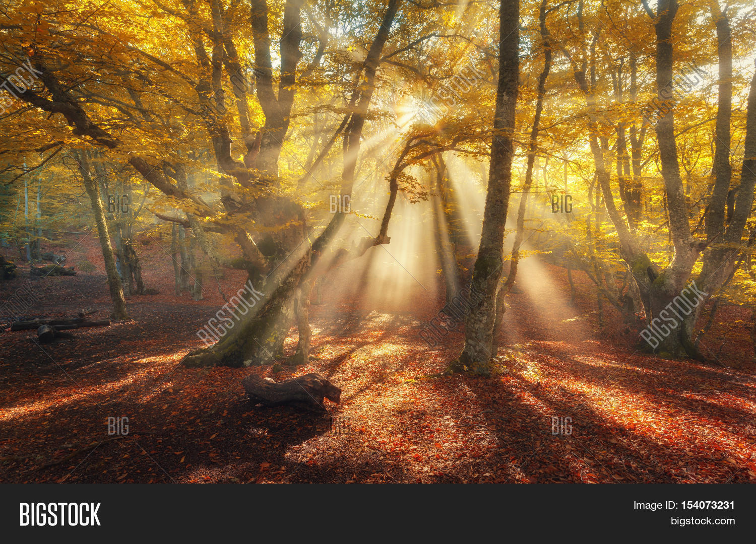 Autumn Forest Fog Sun Image & Photo (Free Trial) | Bigstock
