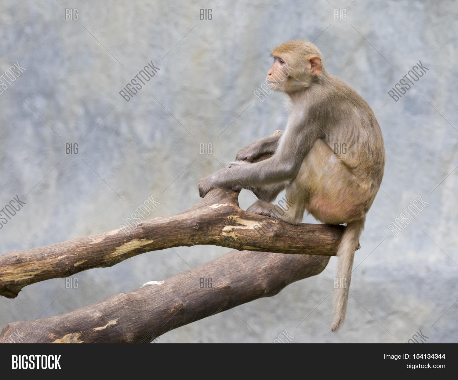Image Monkey Sitting Image & Photo (Free Trial) | Bigstock