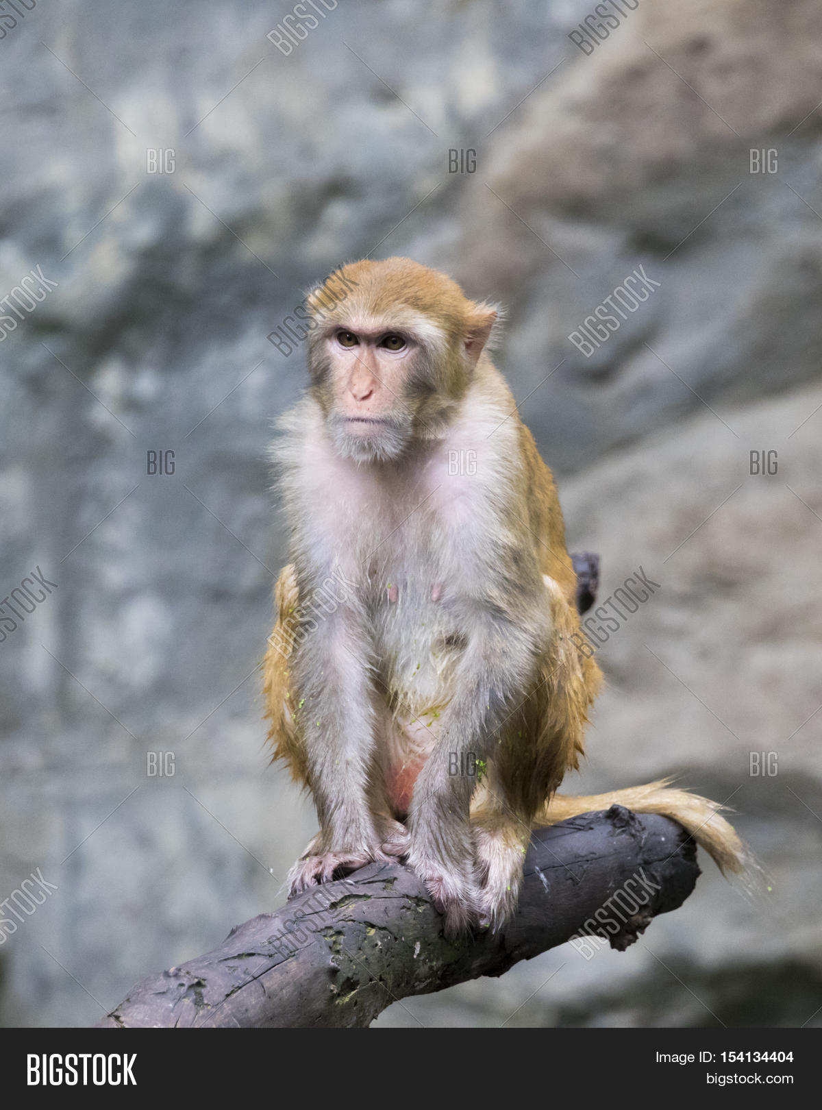Image Monkey Sitting Image & Photo (Free Trial) | Bigstock