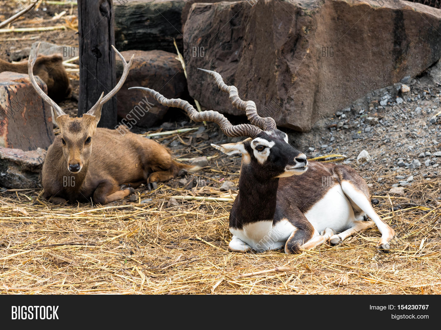 Indian Male Black Buck Image & Photo (Free Trial) | Bigstock