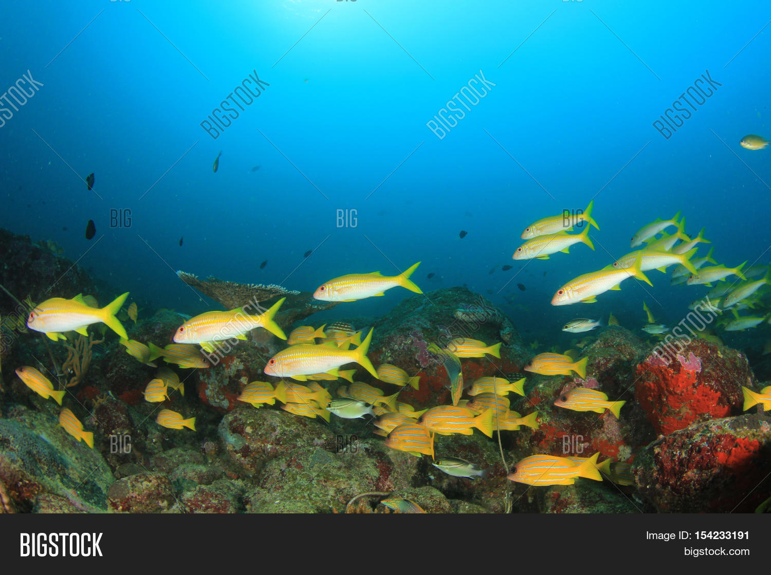 Yellow Fish Blue Water Image & Photo (Free Trial) | Bigstock