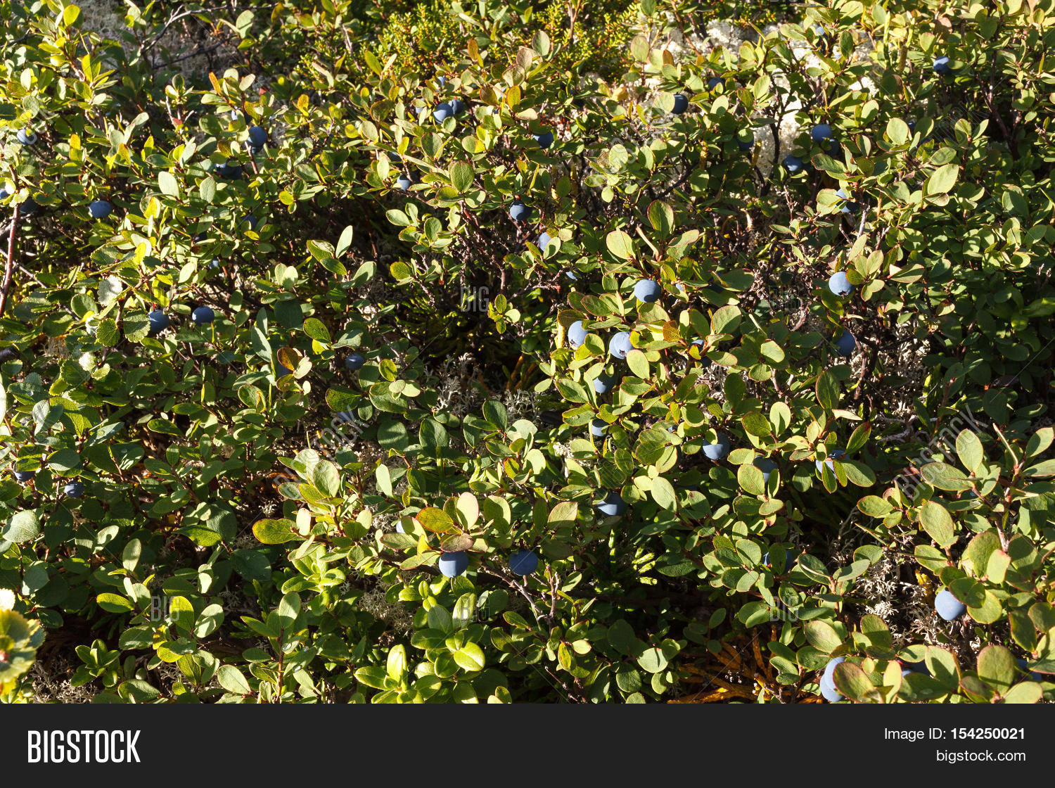 Blueberry Bushes Image & Photo (Free Trial) | Bigstock