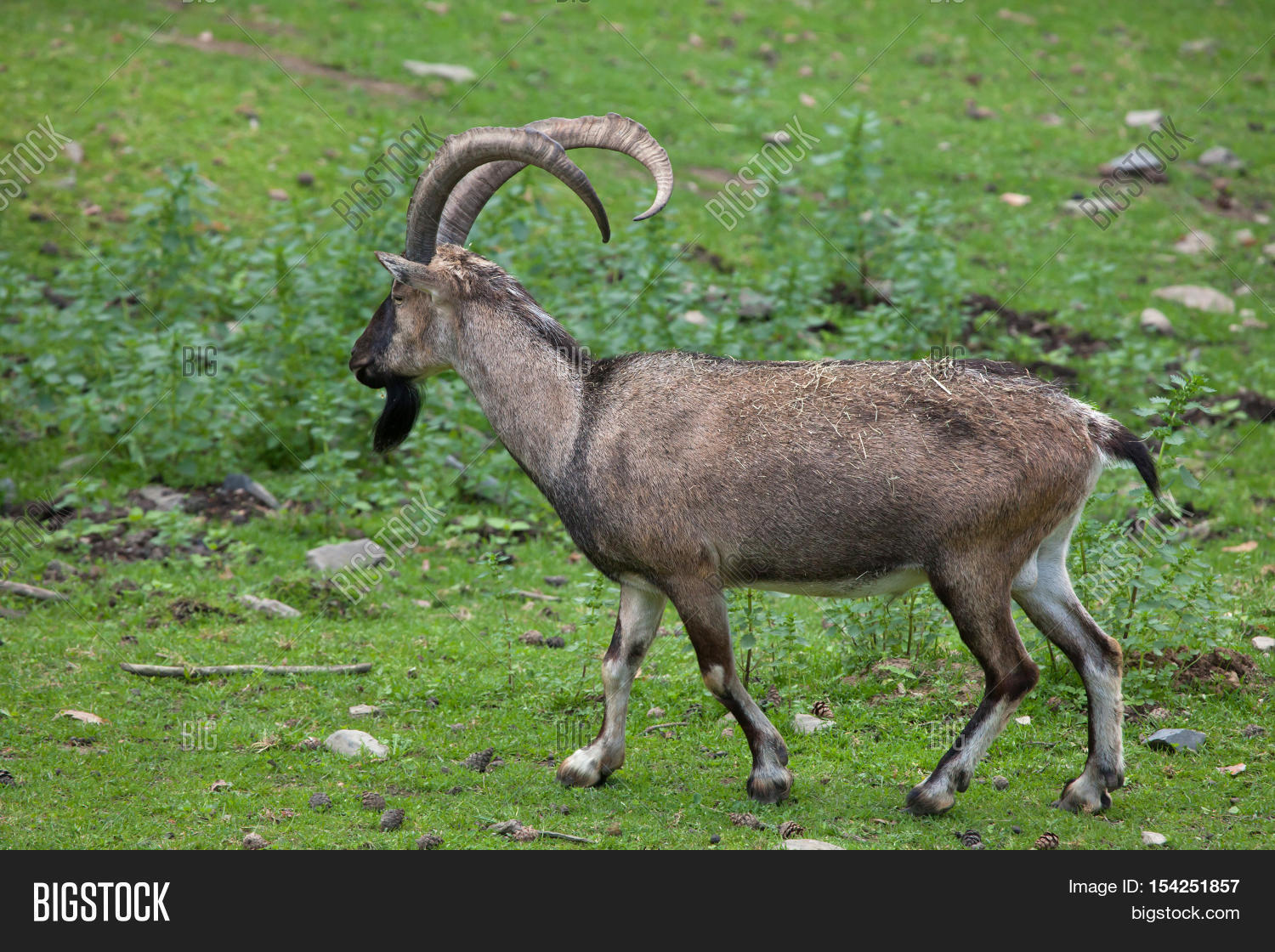 Bezoar Ibex (Capra Image & Photo (Free Trial) | Bigstock