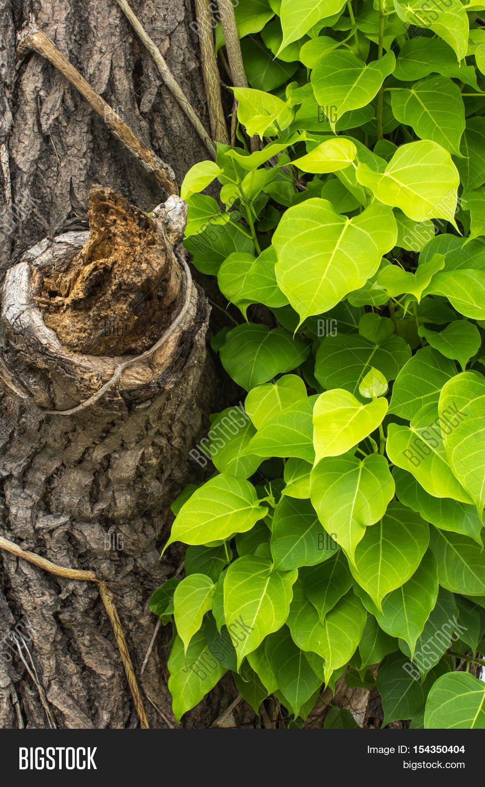 Beautiful Branch Pipal Image & Photo (Free Trial) | Bigstock