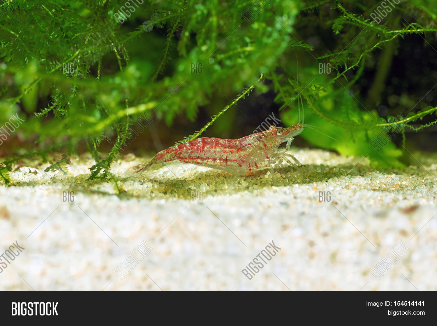 Red Shrimp Aquarium. Image & Photo (Free Trial) | Bigstock
