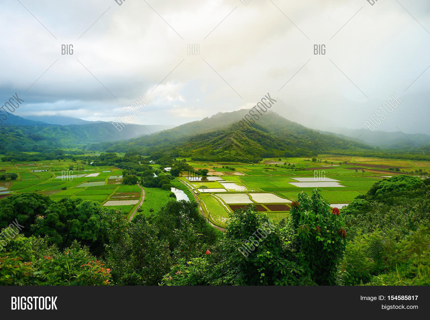 Taro Fields Beautiful Image & Photo (Free Trial) | Bigstock