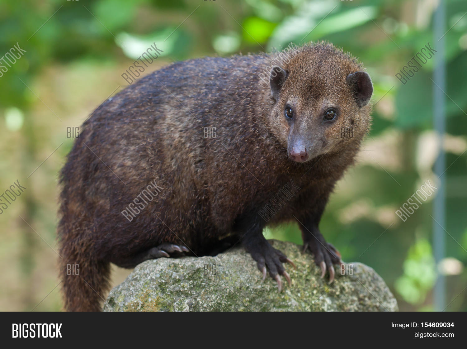 Common Kusimanse ( Image & Photo (Free Trial) | Bigstock