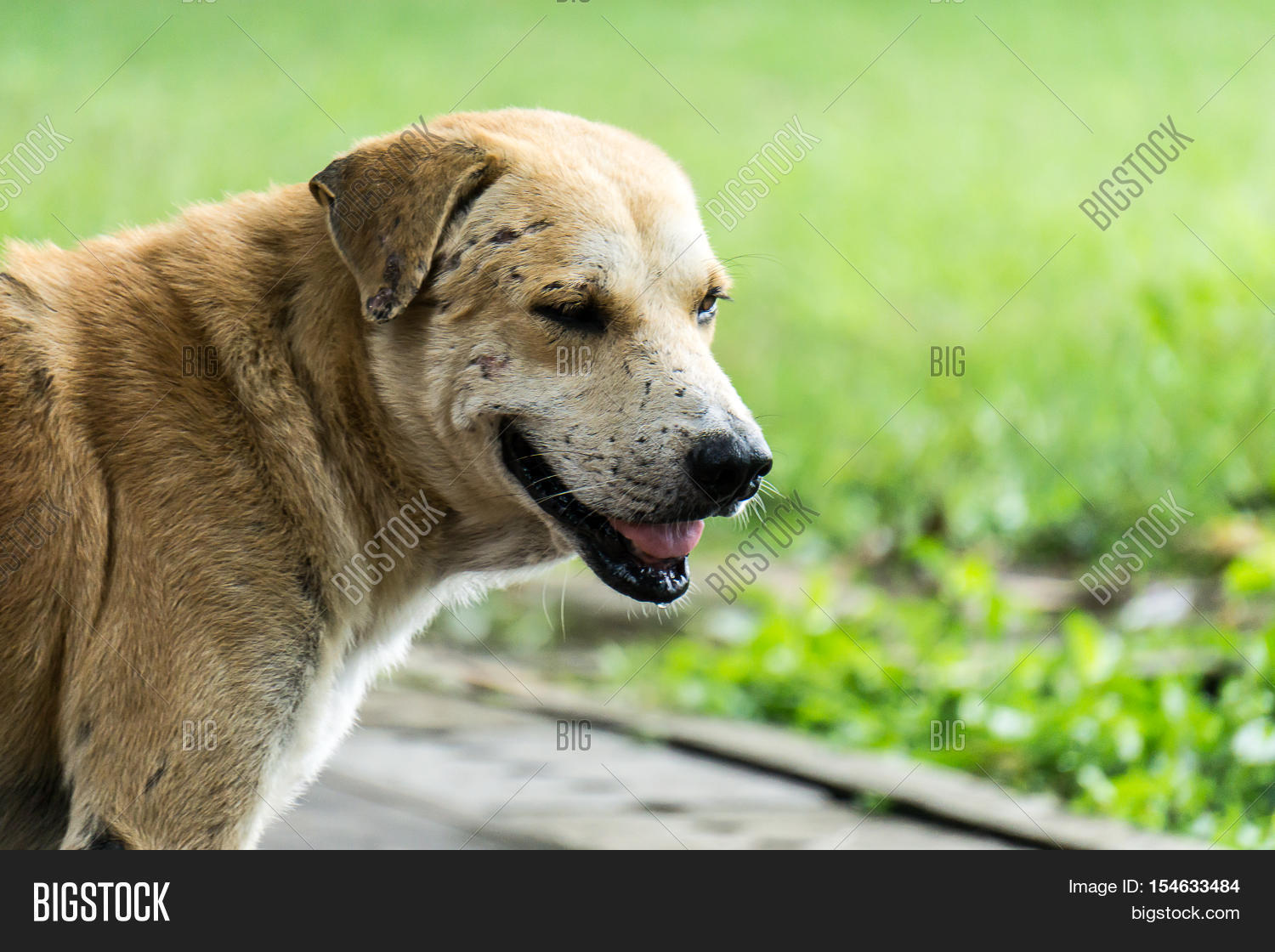 Mangy Dogs. Dogs Image & Photo (Free Trial) | Bigstock