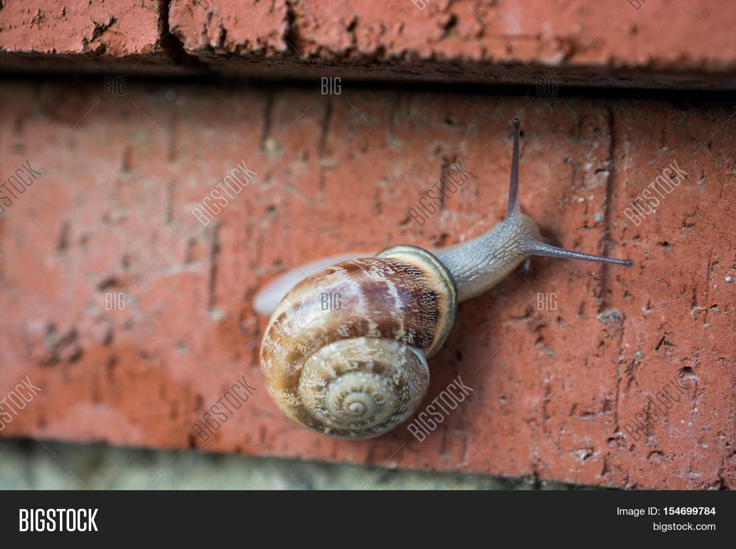 Snail Slides Down Image & Photo (Free Trial) | Bigstock