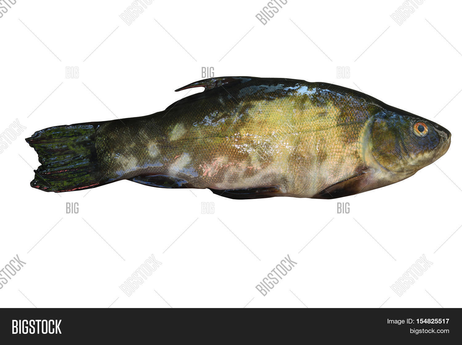 Freshwater Fish That Image & Photo (Free Trial) | Bigstock