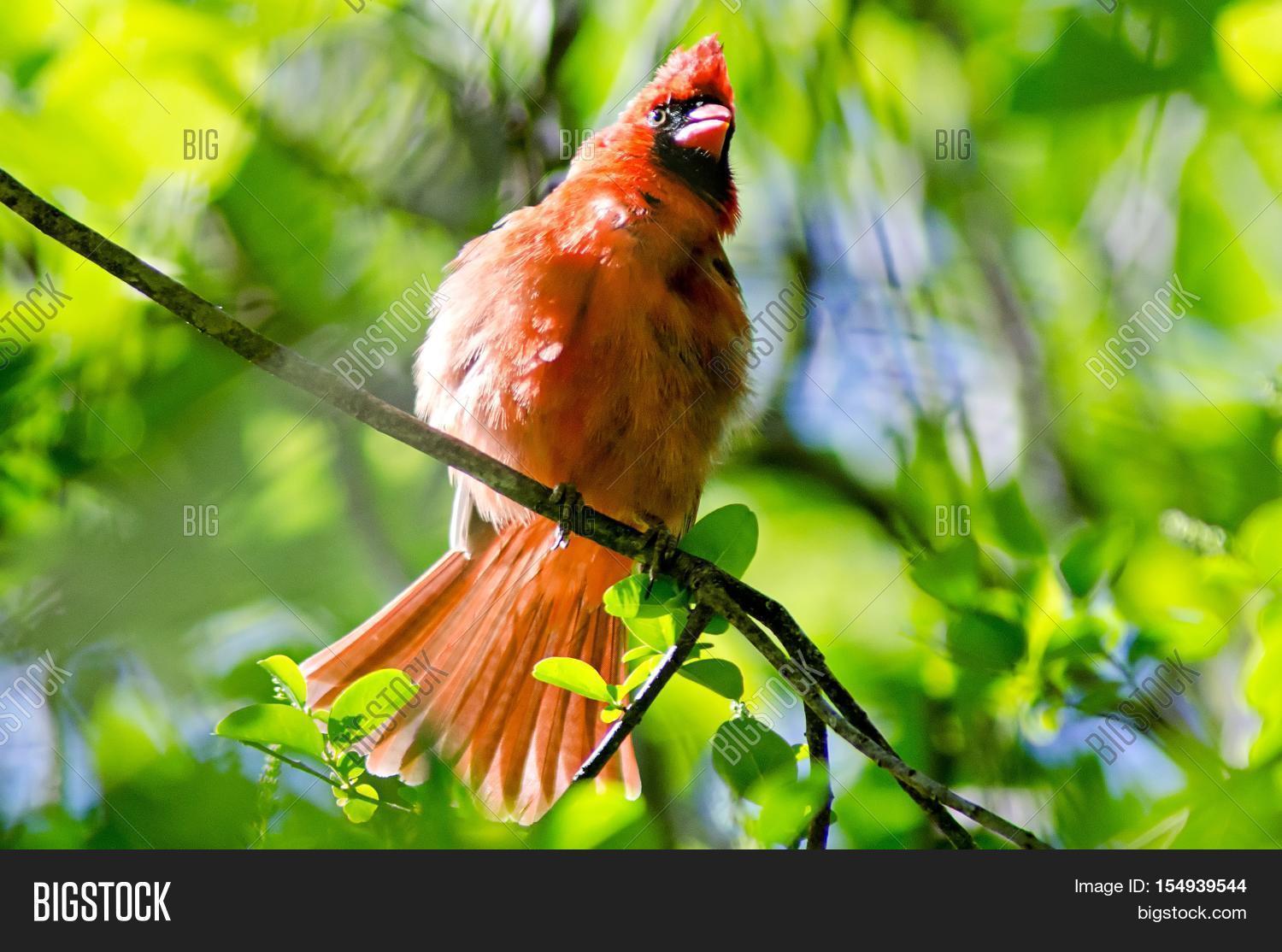 Male Northern Cardinal Image & Photo (Free Trial) | Bigstock