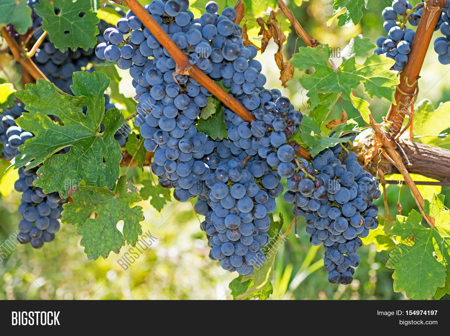 Organic Grapes Fall. Image & Photo (Free Trial) | Bigstock