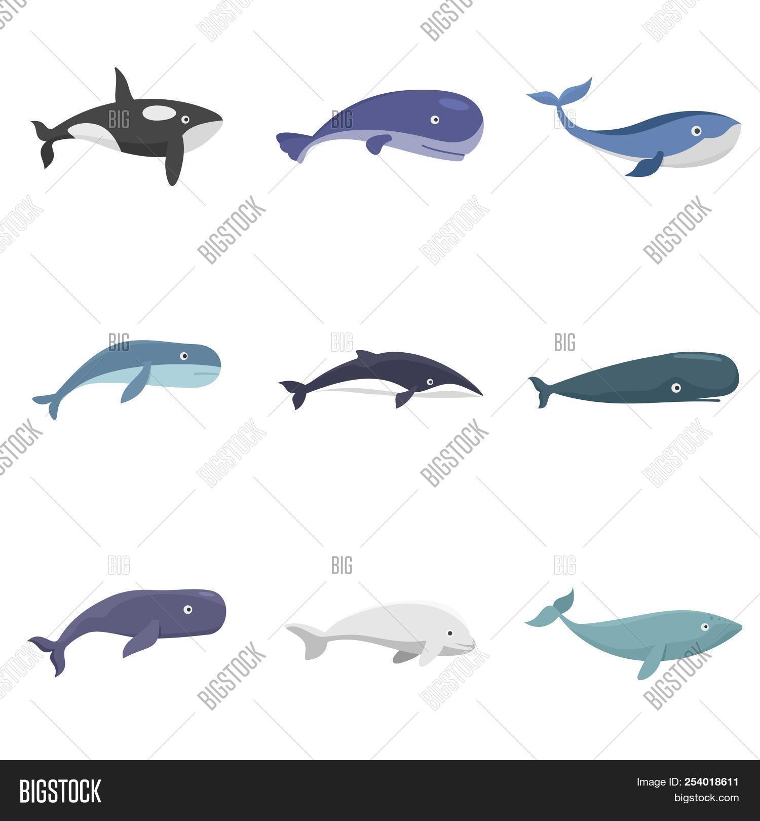 Whale Blue Tale Fish Image & Photo (Free Trial) | Bigstock