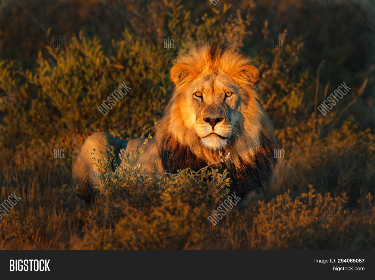 Leo The Lion King Lioness Hunt