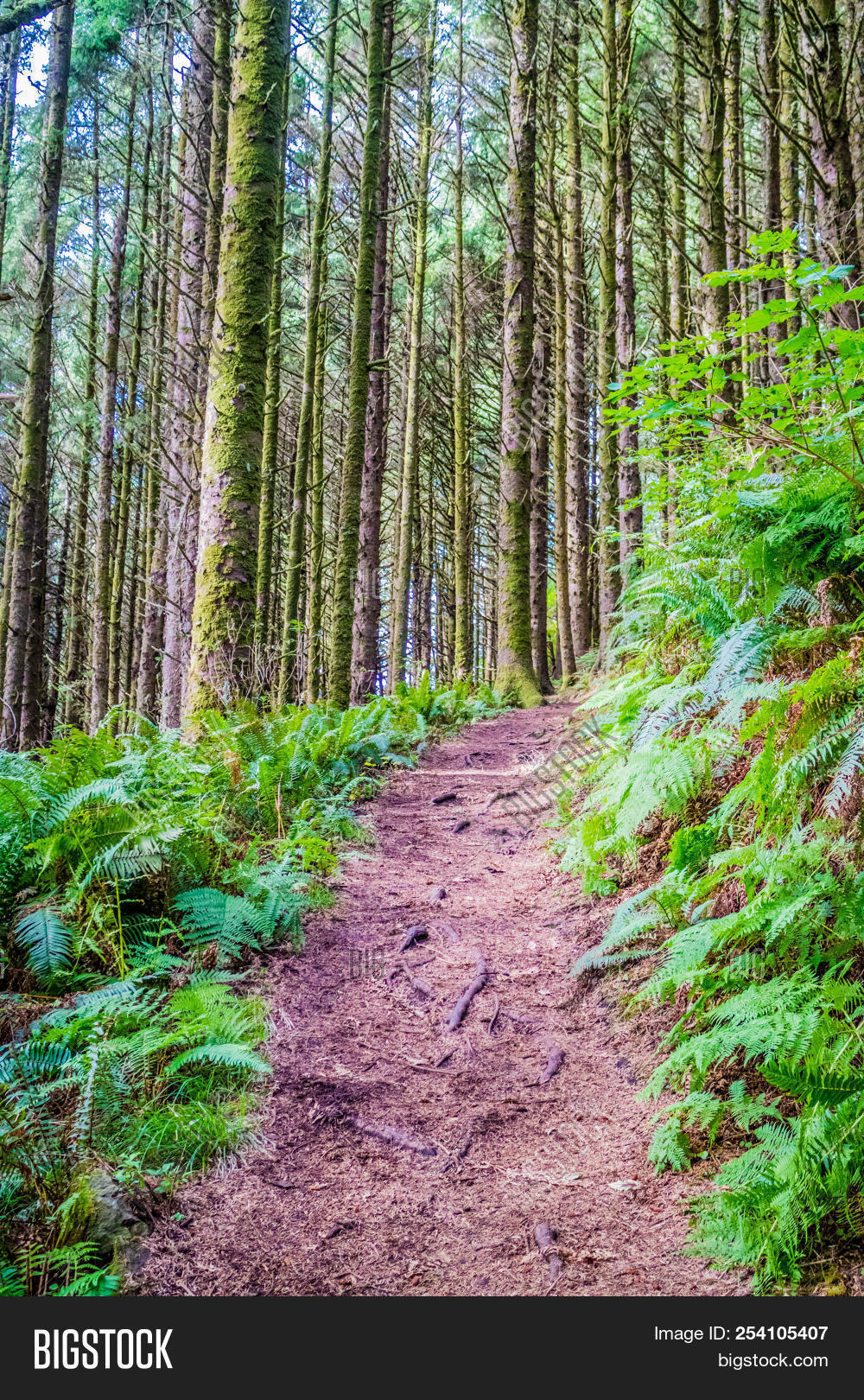 Forest Trail Sun Image & Photo (Free Trial) | Bigstock