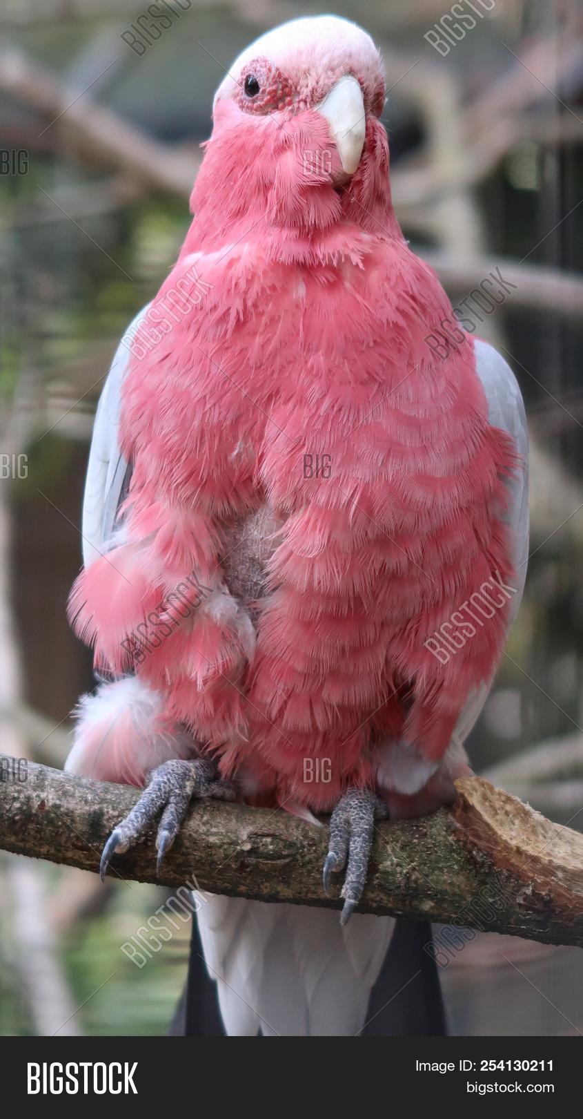 Galah Known Rose- Image & Photo (Free Trial) | Bigstock