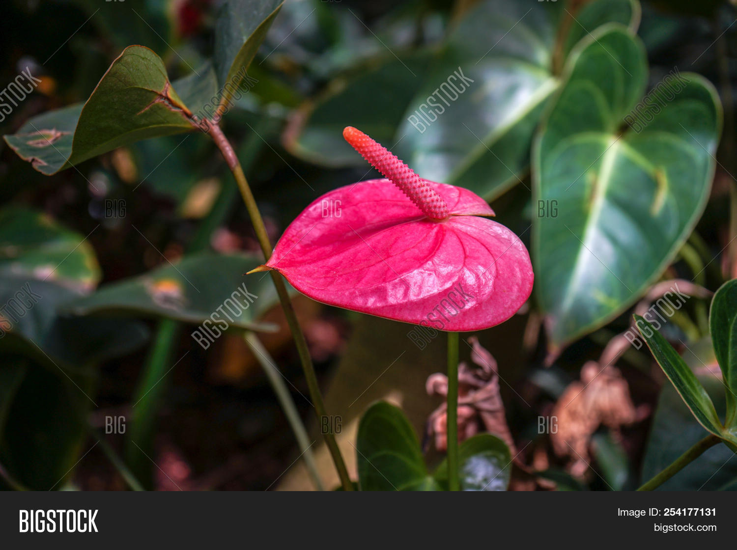 Pink Anthurium Flower Image & Photo (Free Trial) | Bigstock