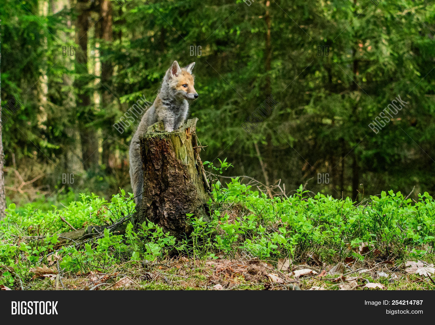 Jumping Red Fox, Image & Photo (Free Trial) | Bigstock