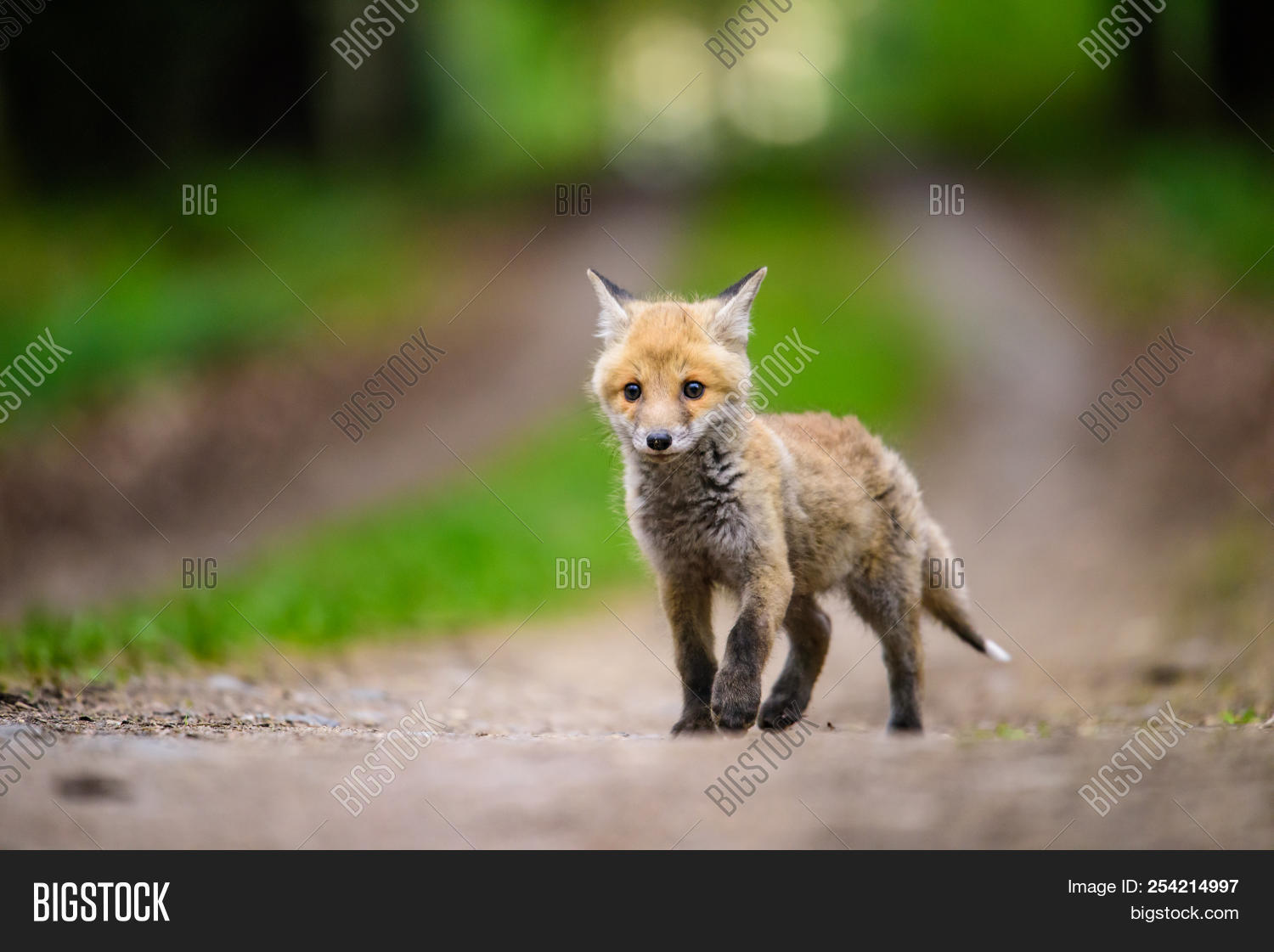 Red Fox Jumping For