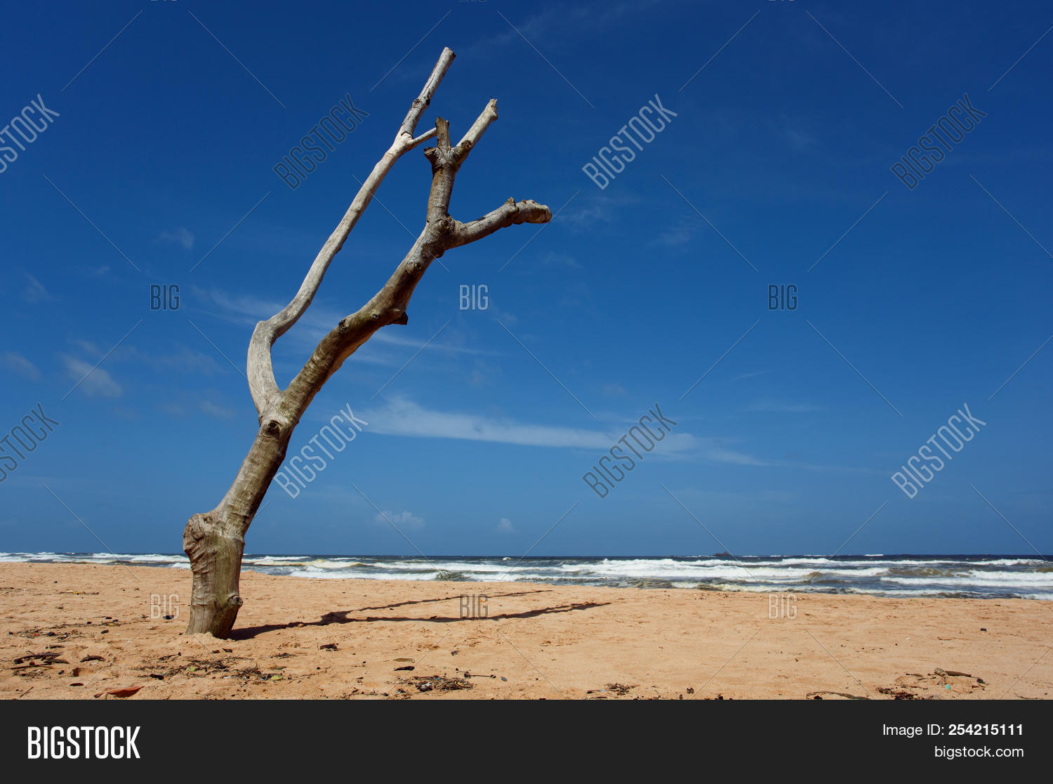 Dead Tree On Beach Image & Photo (Free Trial) | Bigstock