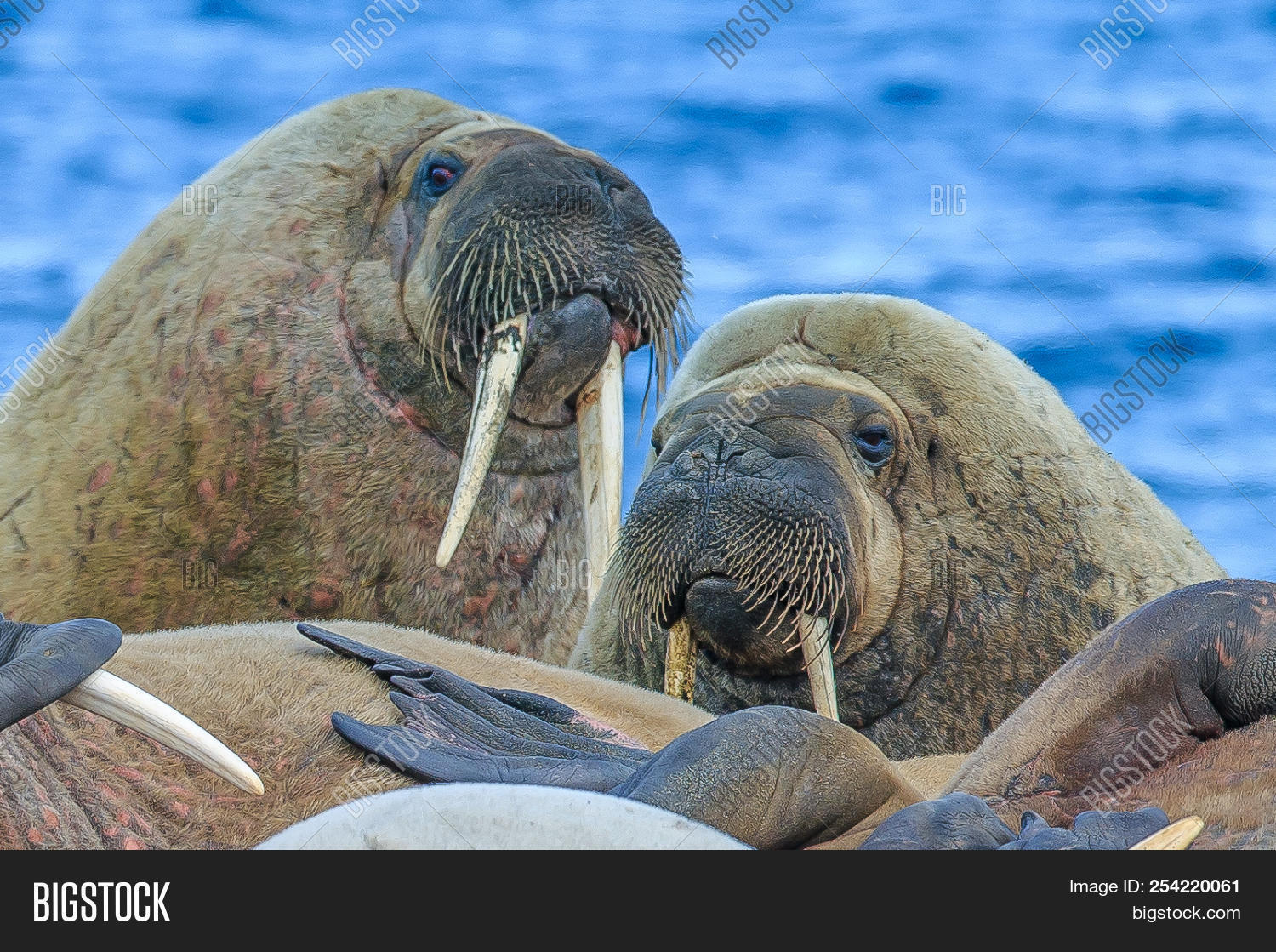 Walrus (odobenus Image & Photo (Free Trial) | Bigstock