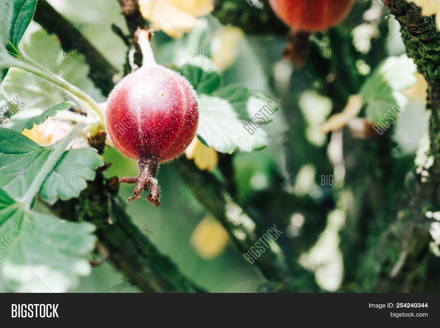 Ripe Gooseberry Image & Photo (Free Trial) | Bigstock