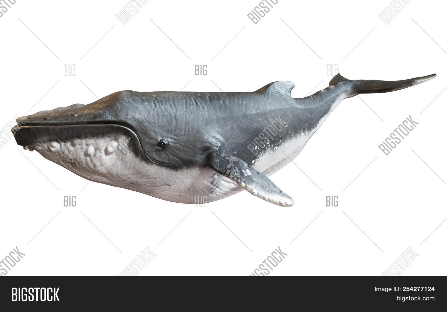 Humpback Whale On Image & Photo (Free Trial) | Bigstock
