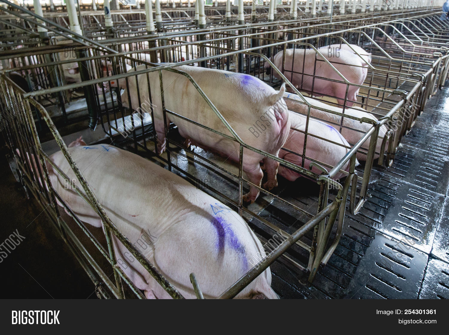 Swine Farm Business Image & Photo (Free Trial) | Bigstock
