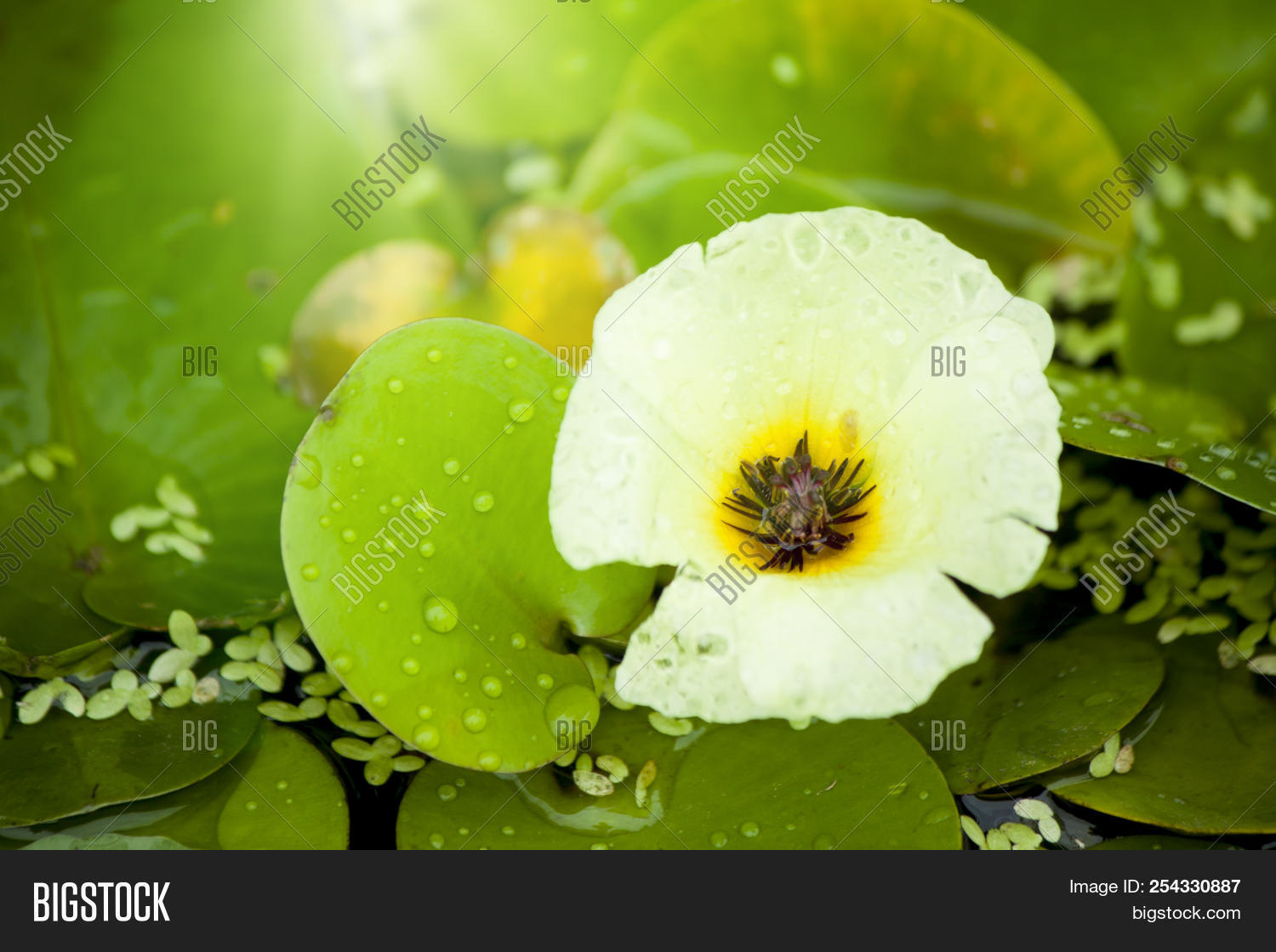 Hydrocleys Nymphoides Image & Photo (Free Trial) | Bigstock