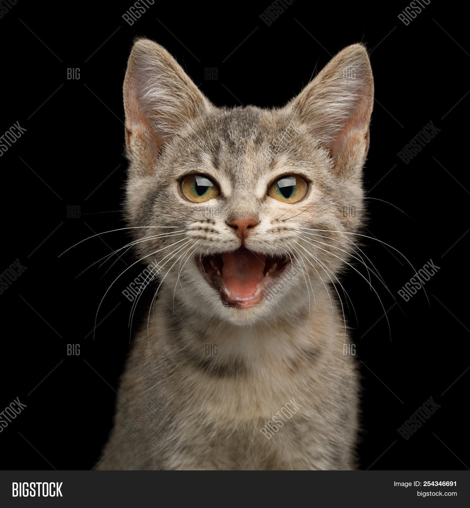 Cute Kitten Tortoise Image & Photo (Free Trial) | Bigstock