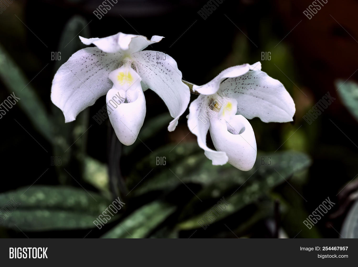 Paphiopedilum Niveum Image & Photo (Free Trial) | Bigstock