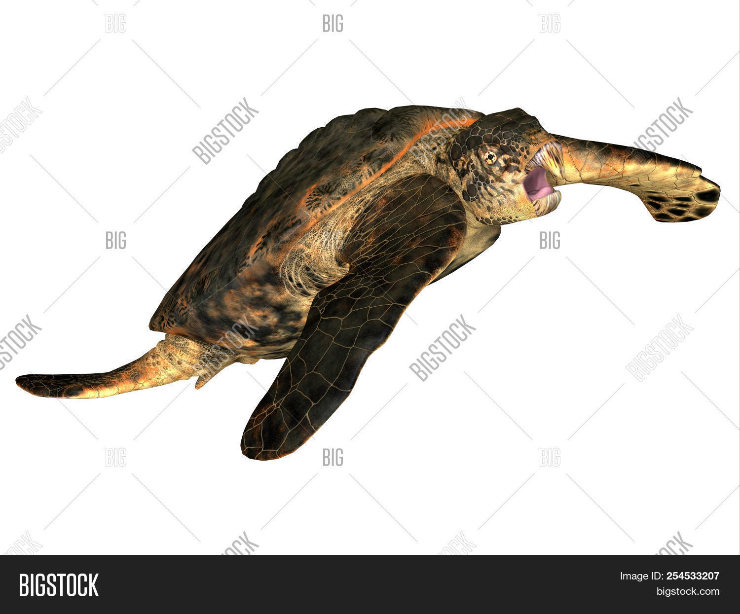 Archelon Turtle Image & Photo (Free Trial) | Bigstock