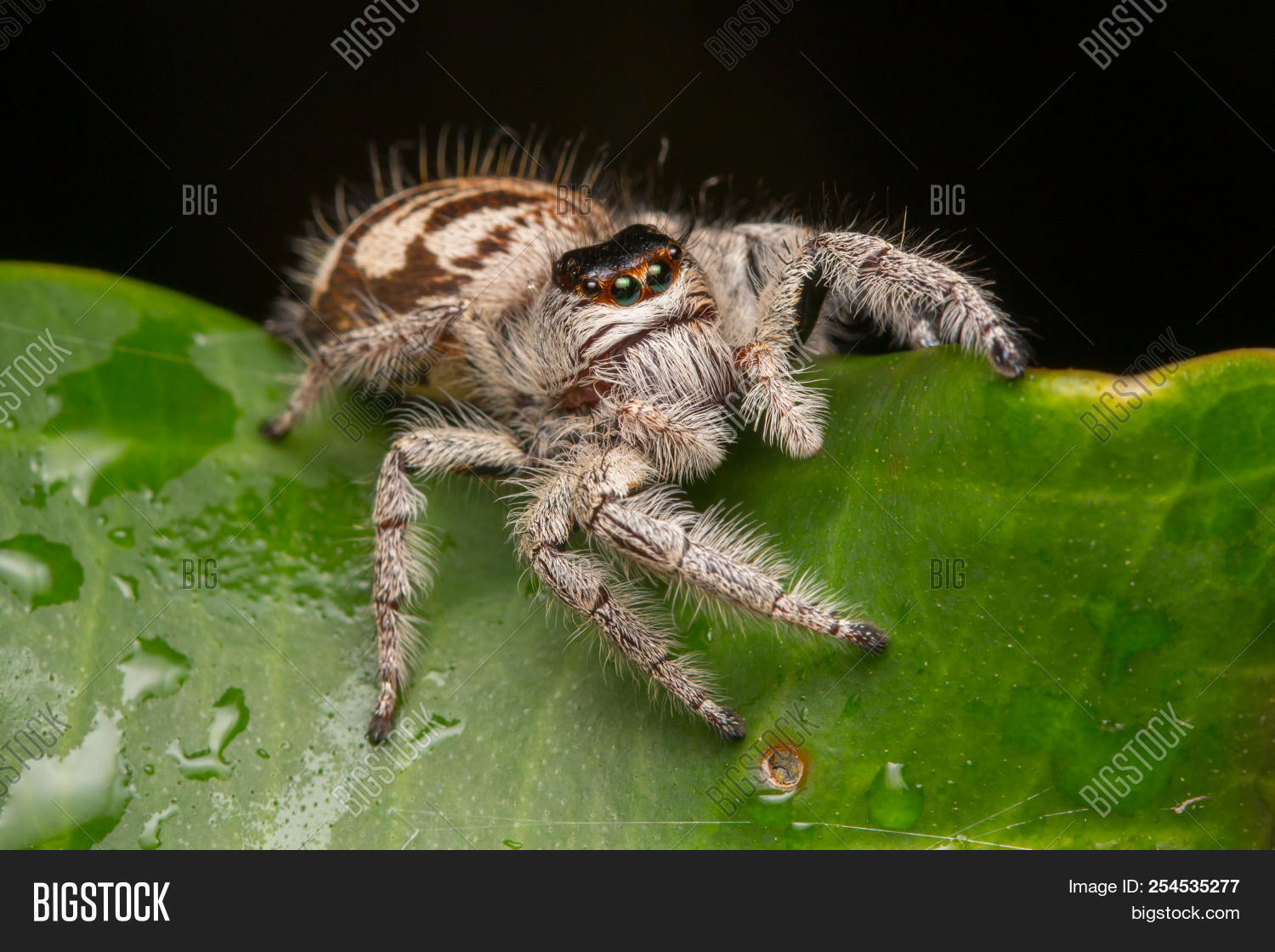 Close- Jumping Spider Image & Photo (Free Trial) | Bigstock