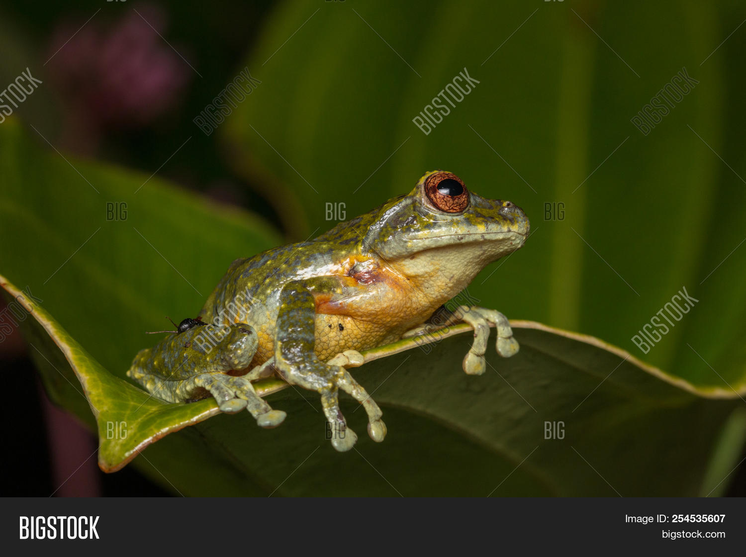 Tree Frog, Tree Frog Image & Photo (Free Trial) | Bigstock