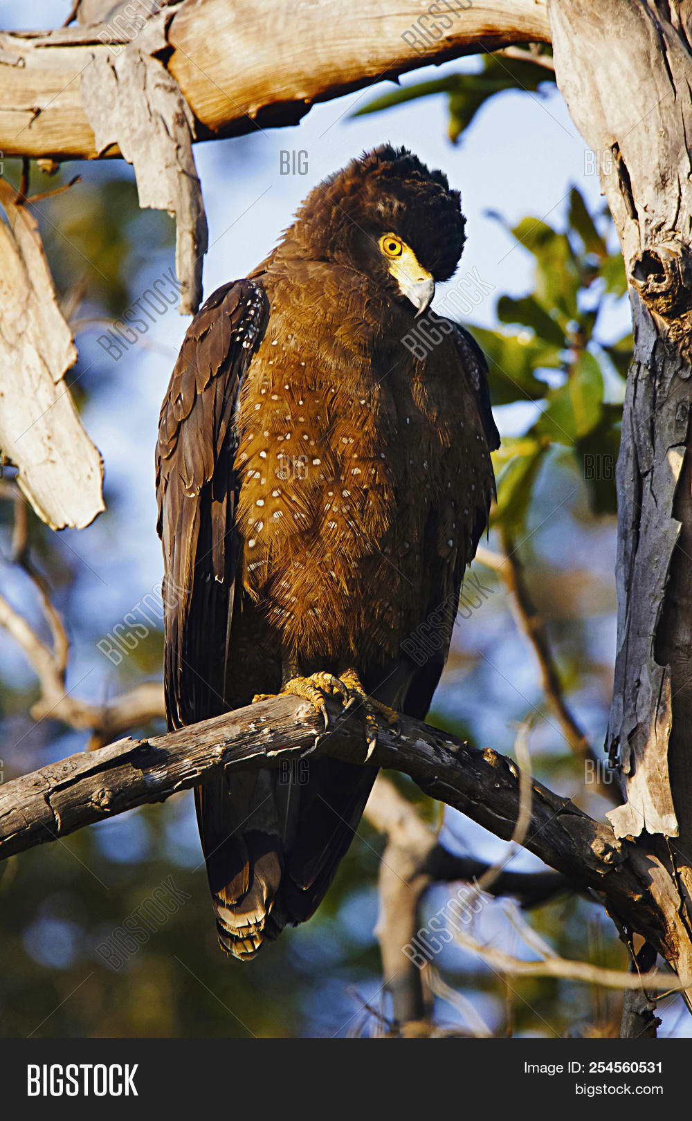 Crested Serpent Eagle Image & Photo (Free Trial) | Bigstock