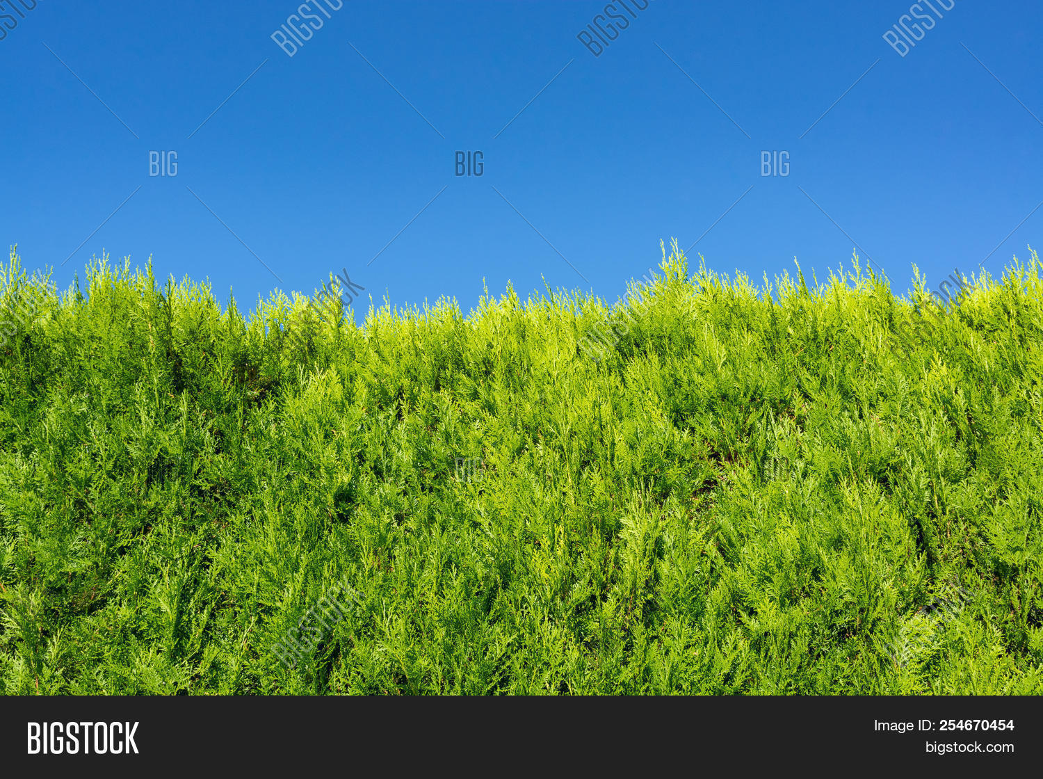 Growing Green Hedge On Image & Photo (Free Trial) | Bigstock