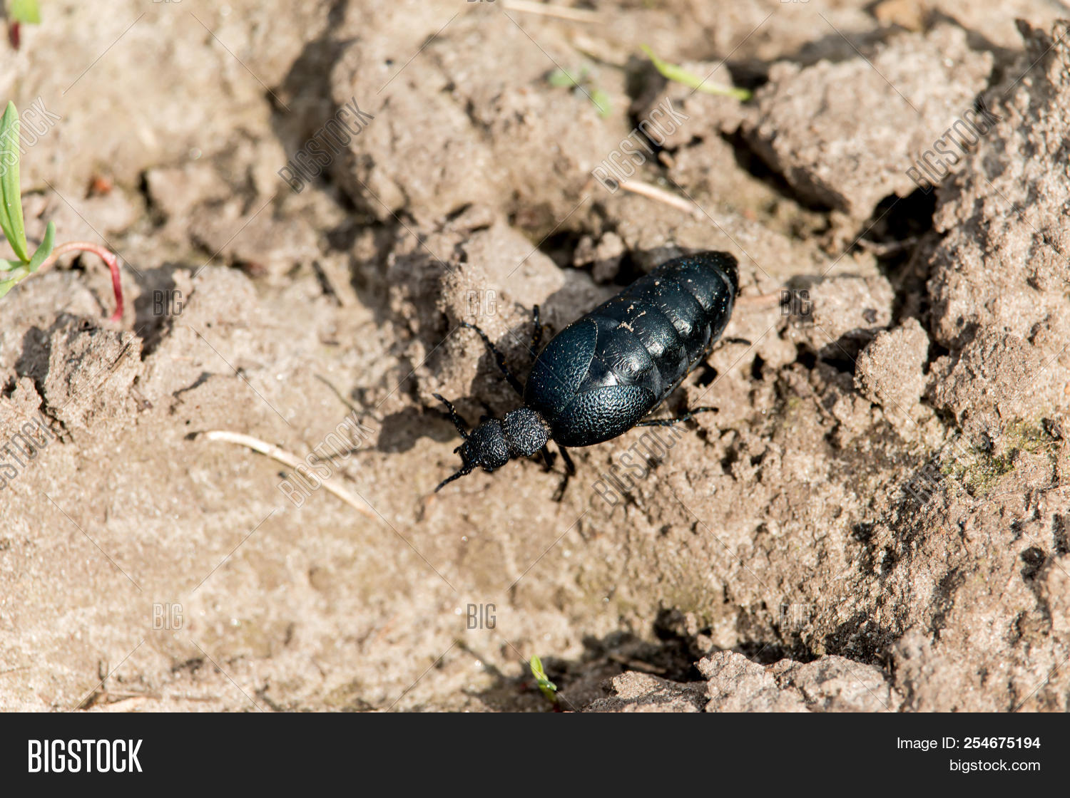 Bark Beetle One About Image & Photo (Free Trial) | Bigstock
