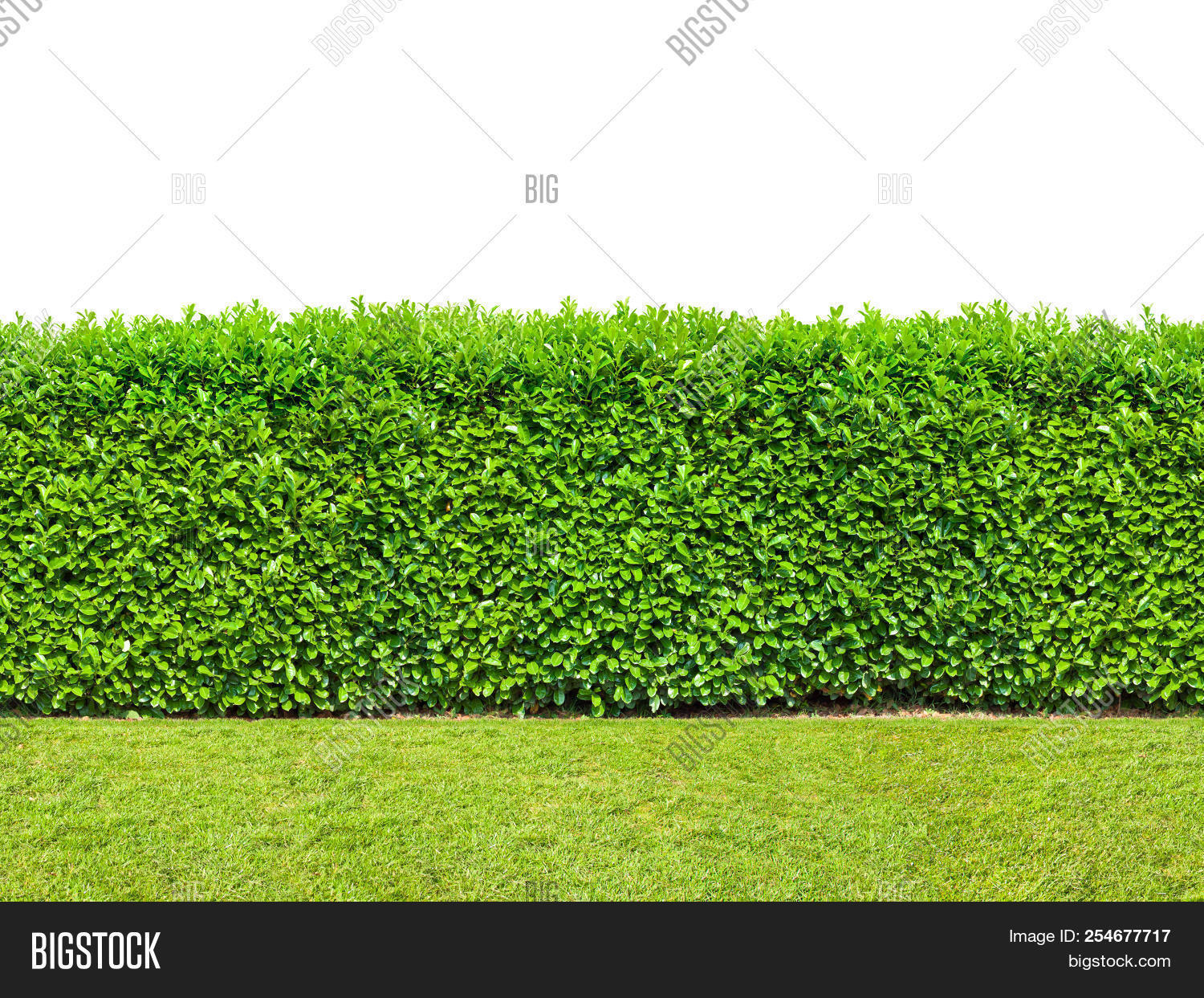 Tall Bush Hedge Grass Image & Photo (Free Trial) | Bigstock