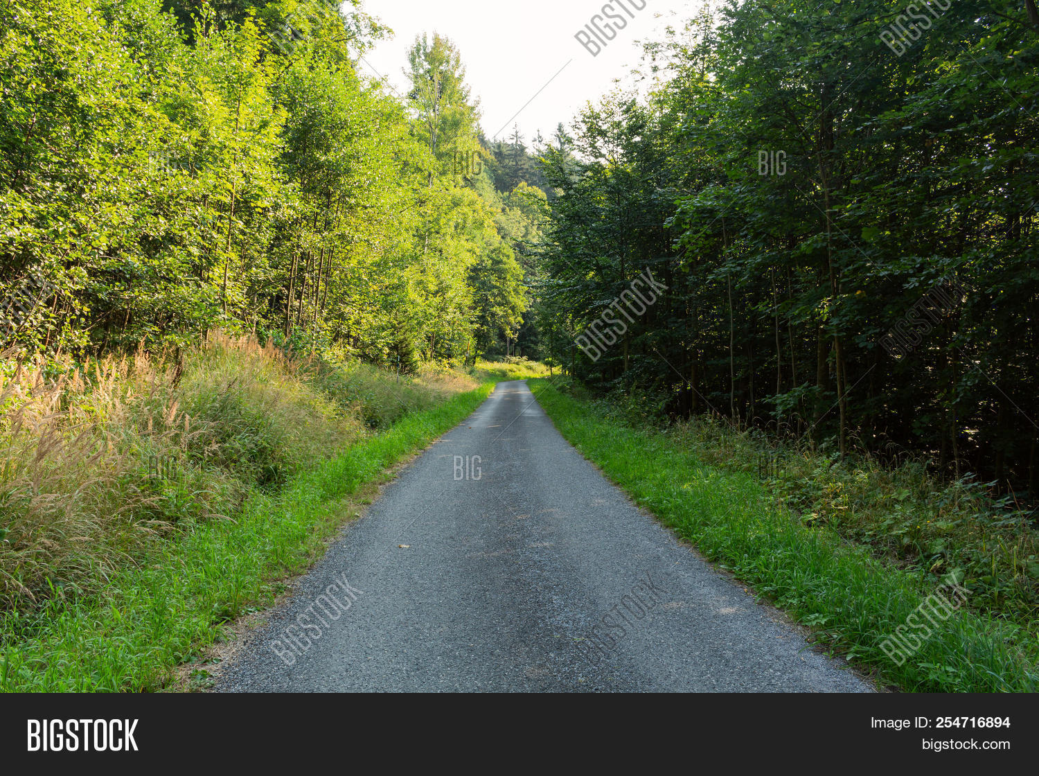 Cycling Nature Forest Image & Photo (Free Trial) | Bigstock