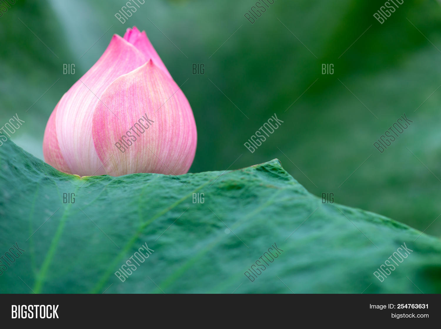 Beauty Pink Lotus Park Image & Photo (Free Trial) | Bigstock