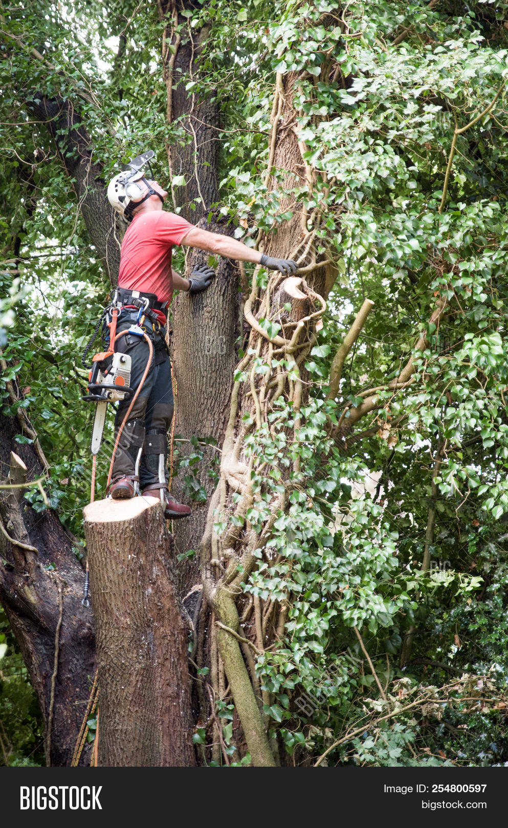 Male Tree Surgeon Image & Photo (Free Trial) | Bigstock