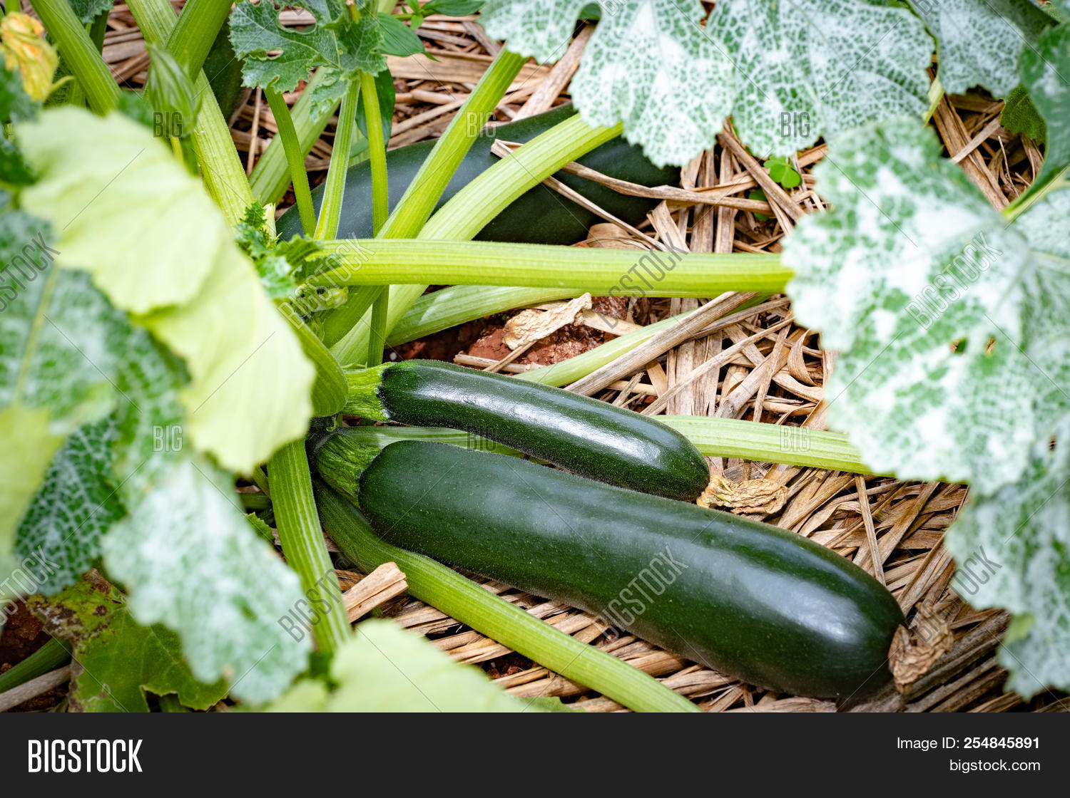Imagen y foto Close On Zucchini (prueba gratis) | Bigstock