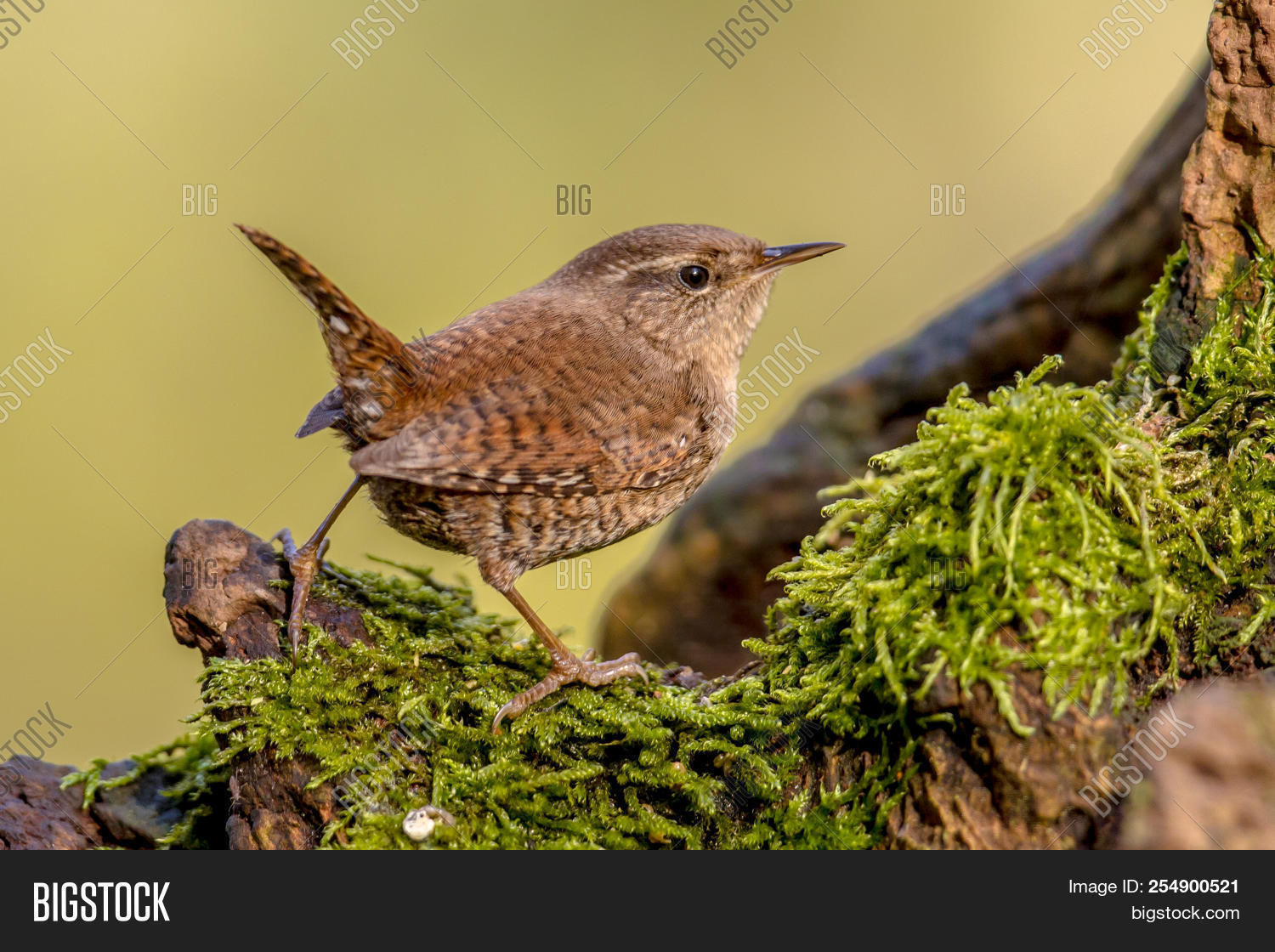 Eurasian Wren ( Image & Photo (Free Trial) | Bigstock